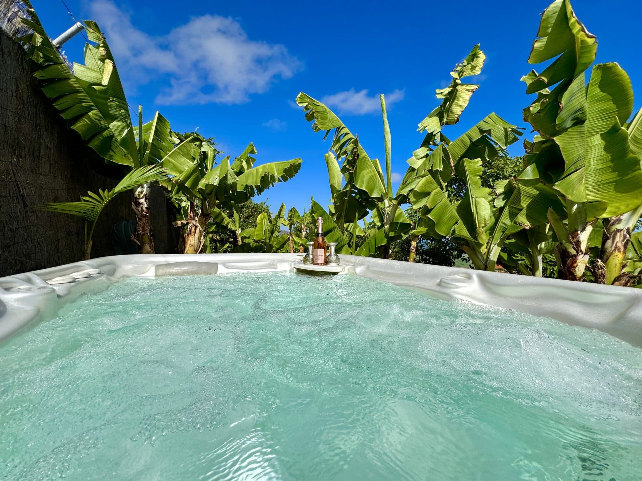 AFRIKAN KRISANT (Arafo)